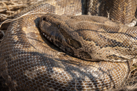 CSI Bushveld - how did the python die? - Africa Geographic