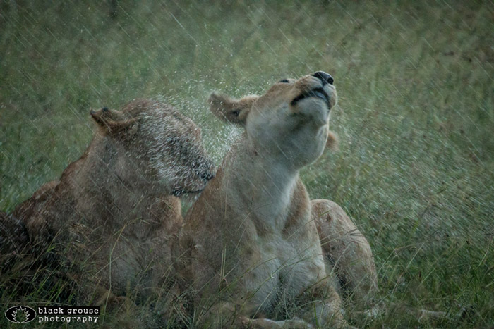 A pride of lions, one wildebeest and heavy rain - Africa Geographic