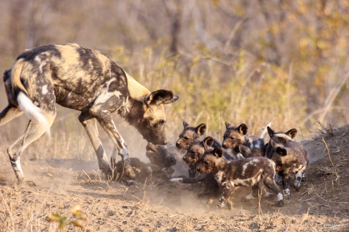 12 adorable wild dog puppies! - Africa Geographic