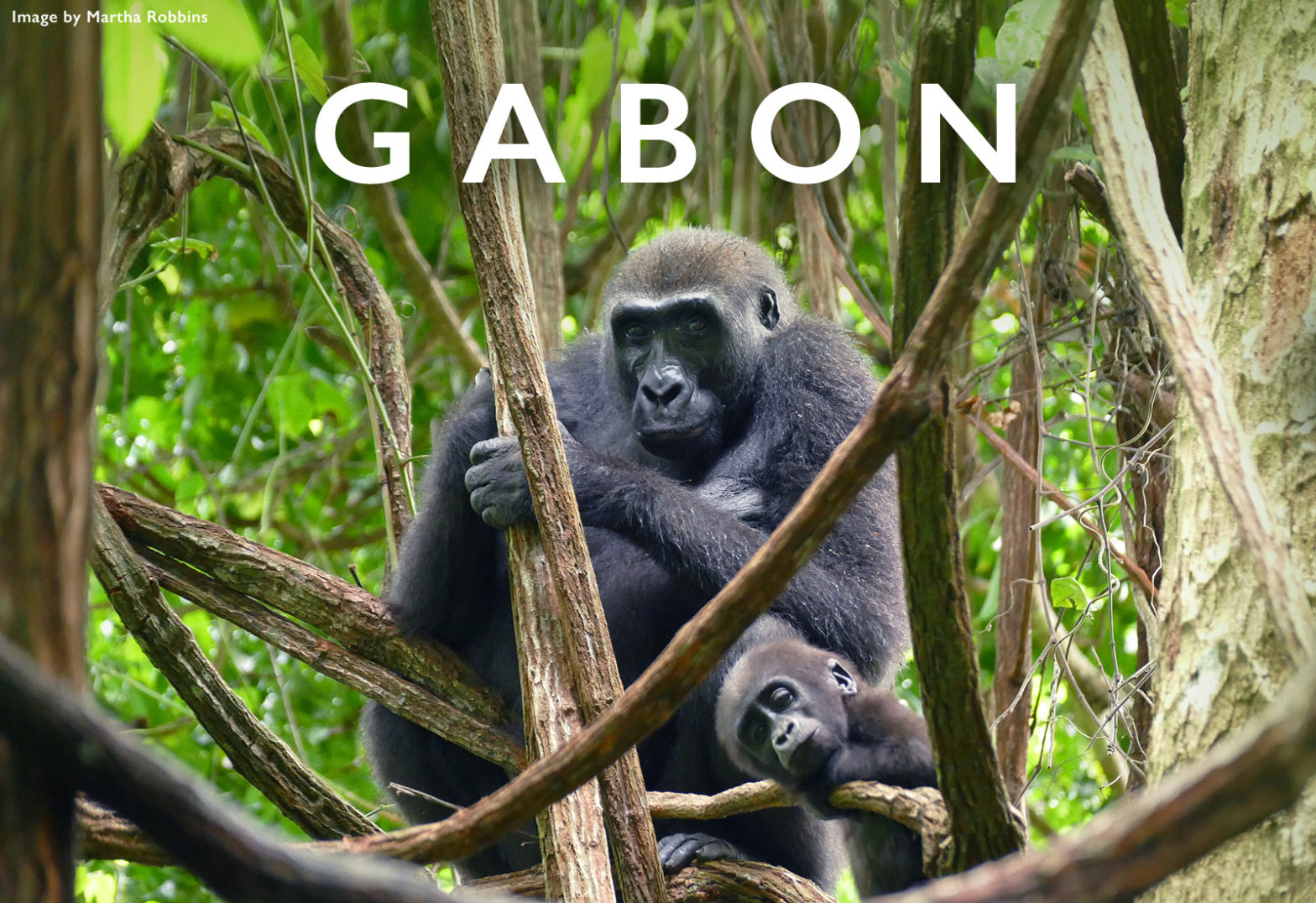 Gabon - central Africa's oasis - Africa Geographic
