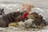 Graphic content: Baby hippo killed by its pod - Africa Geographic
