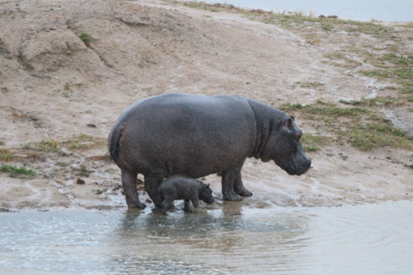 Graphic content: Baby hippo killed by its pod - Africa Geographic