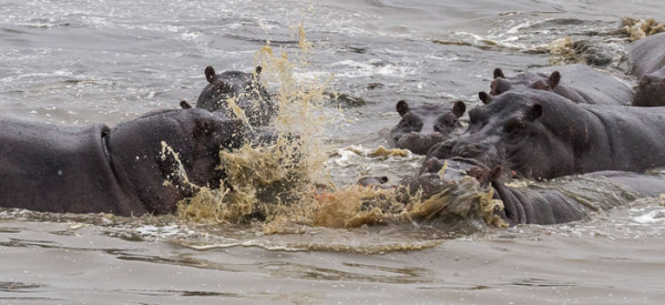 Graphic content: Baby hippo killed by its pod - Africa Geographic