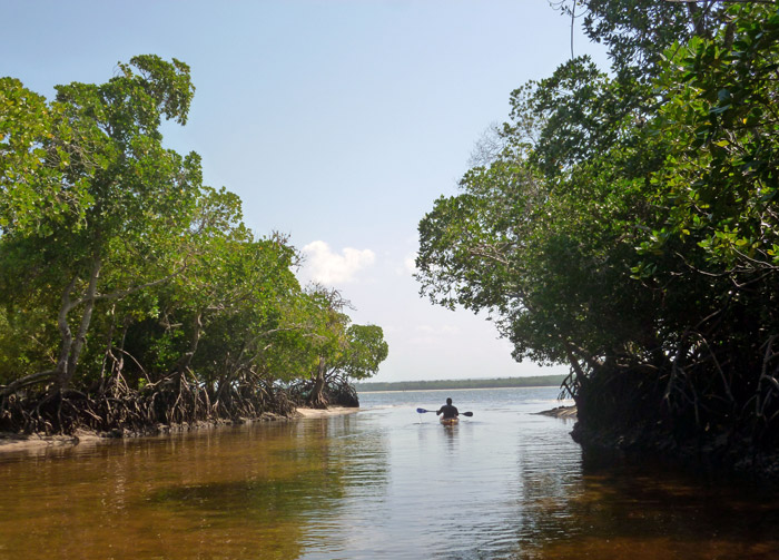 kayaking-through-mangroves - Africa Geographic