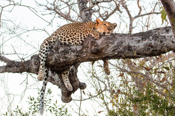 leopard-sleeping - Africa Geographic