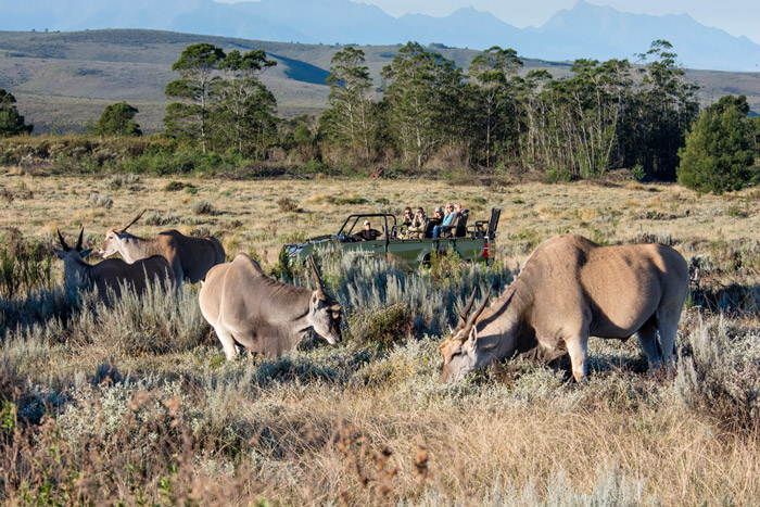 African wildlife in the fynbos - Africa Geographic