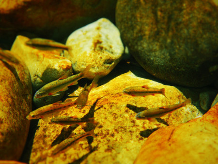 The hidden struggle of South Africa's freshwater fish - Africa Geographic