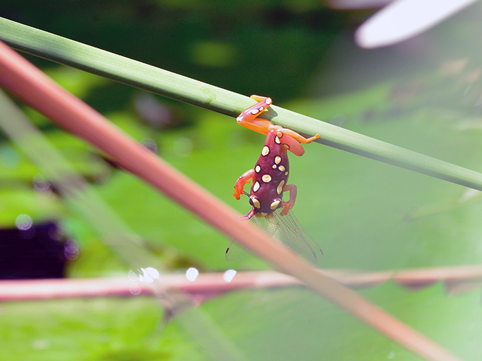 argus-reed-frog-eating-a-broad-scarlet-dragonfly - Africa Geographic