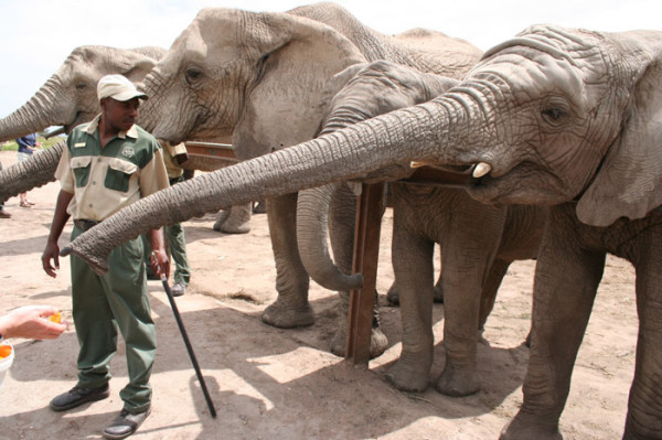 Welfare of elephants in captivity comes under question - Africa Geographic