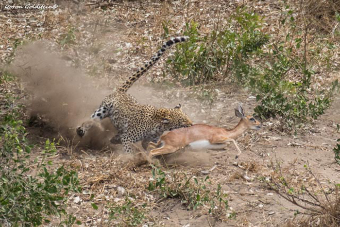A leopard kill in Kruger - Africa Geographic