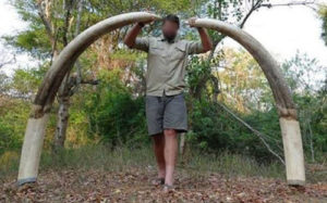 Zimbabwe elephant hunter identified as German mogul Rainer Schorr ...