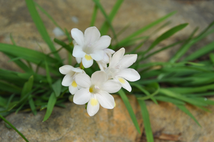 dormancy-Wild-Freesia-Freesia-alba - Africa Geographic