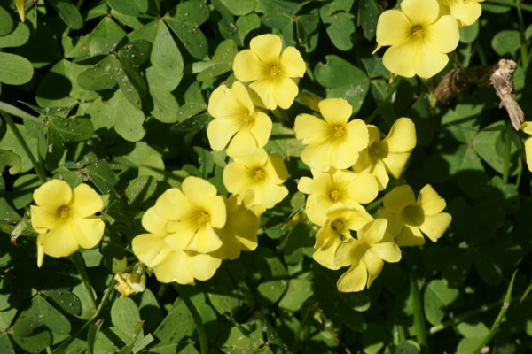 12 edible indigenous South African plants - Africa Geographic