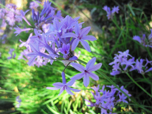 12 edible indigenous South African plants - Africa Geographic