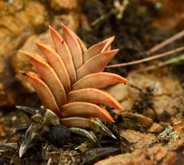 Why you should care about thickets - Africa Geographic