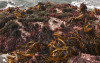 Seaweed - 10 facts and interesting uses - Africa Geographic