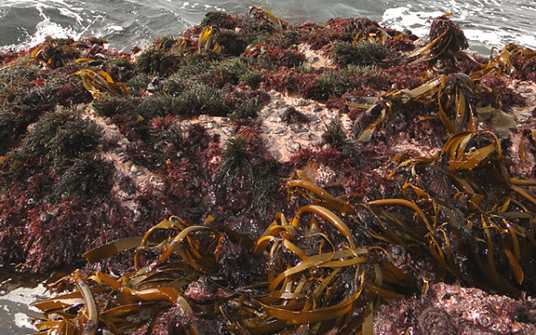 Seaweed - 10 facts and interesting uses - Africa Geographic