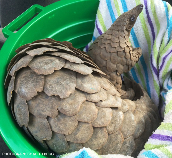 A very special pangolin rescue - Africa Geographic