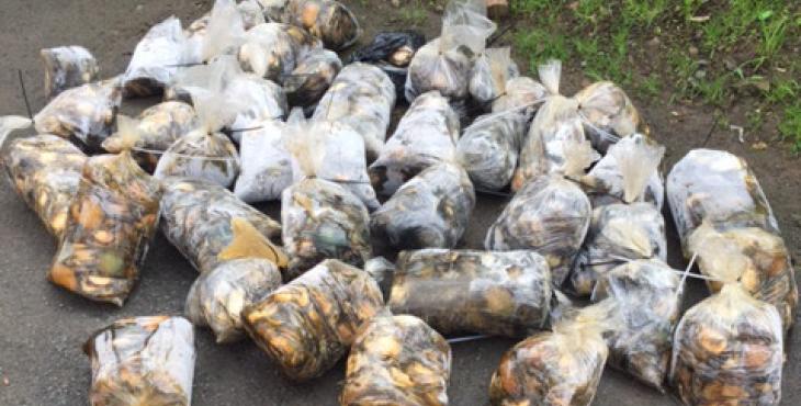 Abalone busts in Western Cape - Africa Geographic