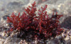 Seaweed - 10 facts and interesting uses - Africa Geographic