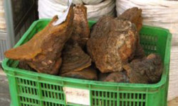 Bushbabies – The Southern Lesser Galago - Africa Geographic