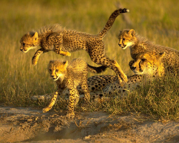 African Cheetah Cubs