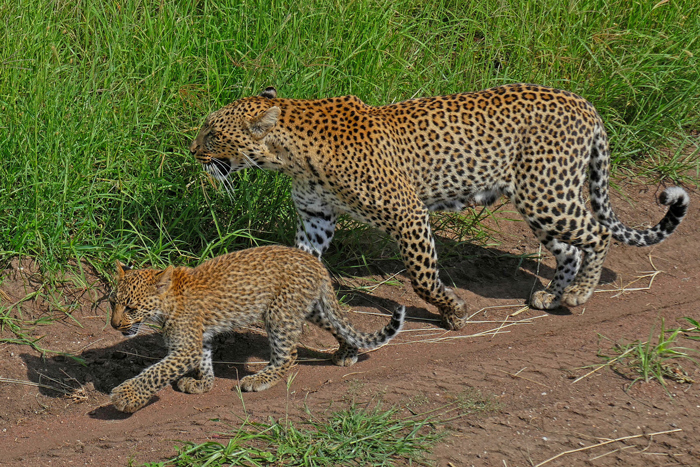Leopard cub love - Africa Geographic