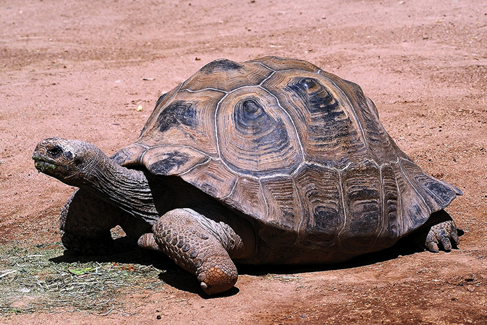 tortoise-seychelles - Africa Geographic