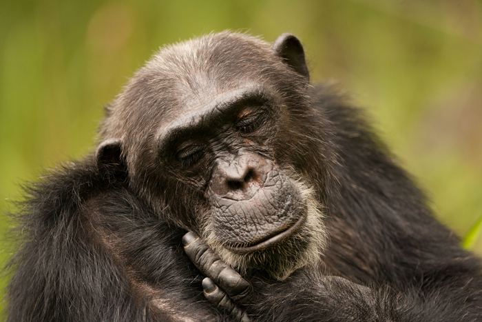 Chimpanzees in Mahale - Africa Geographic