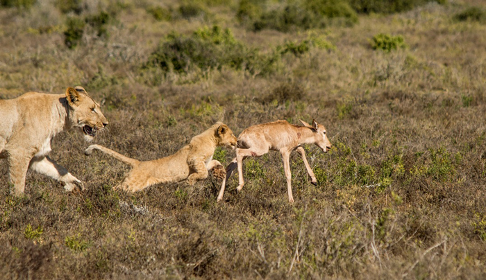 Two lionesses teach a lion cub how to hunt - Africa Geographic
