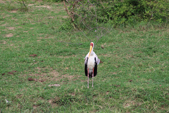 stork - Africa Geographic
