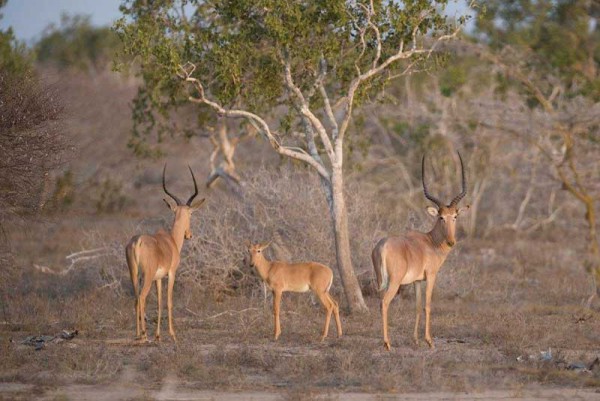 World’s rarest antelope, the hirola, flourishes under community ...