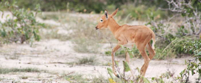 World’s rarest antelope, the hirola, flourishes under community ...
