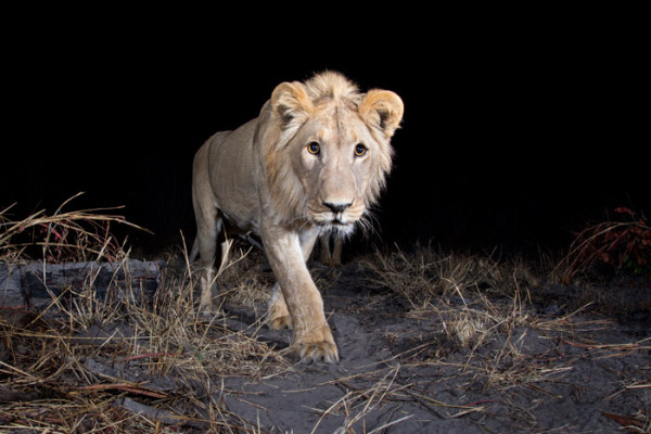 Elusive animals caught on camera trap - Africa Geographic