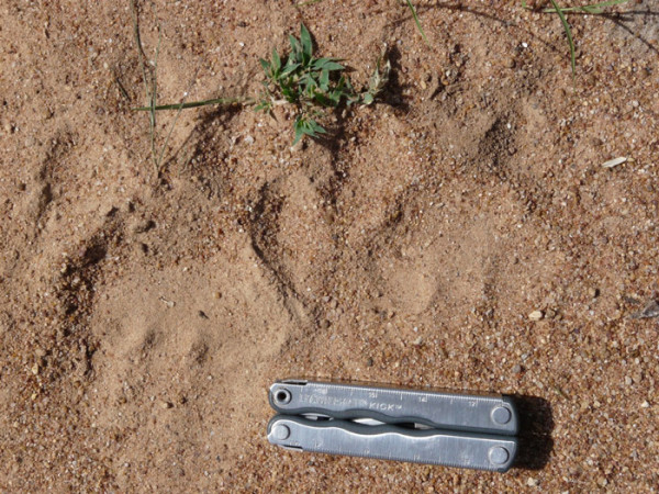 Carnivores in decline due to land reform - Africa Geographic