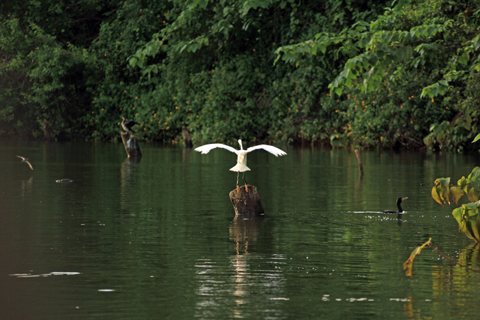 River Nile Birds Eye View