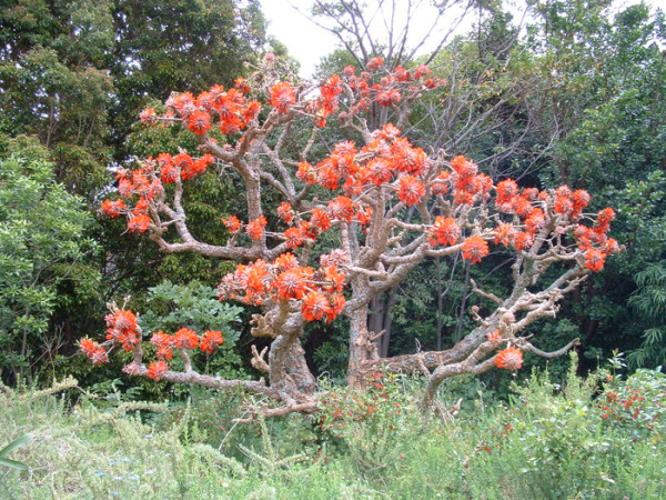 Coral trees of South Africa – a study in scarlet - Africa Geographic