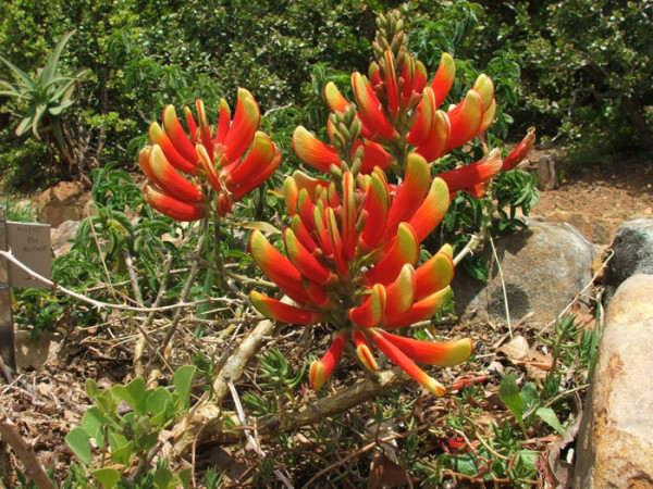 Coral trees of South Africa – a study in scarlet - Africa Geographic