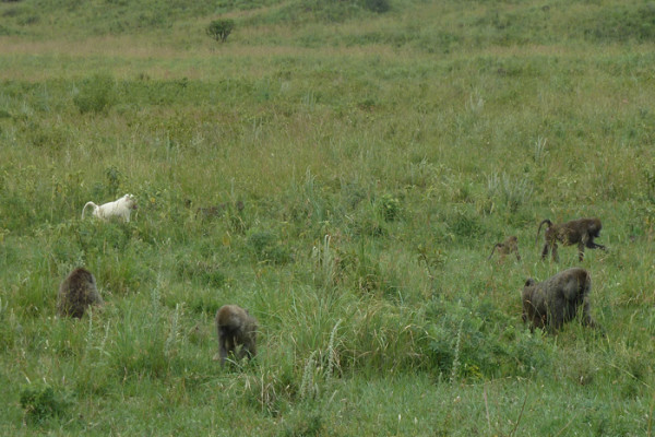 White baboon stands out from the crowd in Arusha NP - Africa Geographic