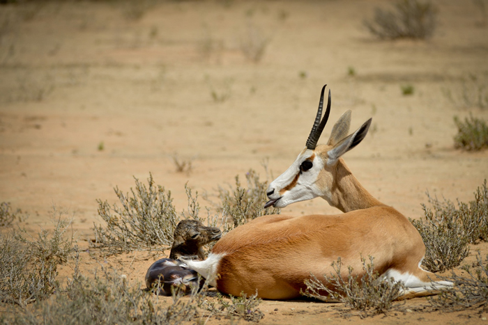 Video: A baby springbok's first steps - Africa Geographic