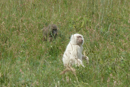 White baboon stands out from the crowd in Arusha NP - Africa Geographic
