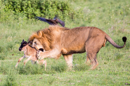 lion-bites-into-wildebeest - Africa Geographic