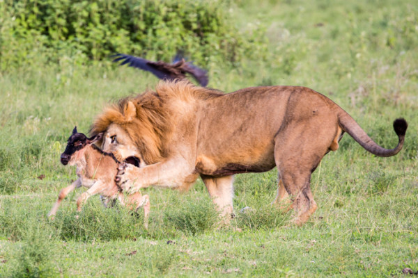 lion-bites-into-wildebeest - Africa Geographic
