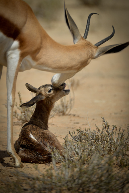 Video: A baby springbok's first steps - Africa Geographic