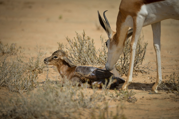 Video: A baby springbok's first steps - Africa Geographic