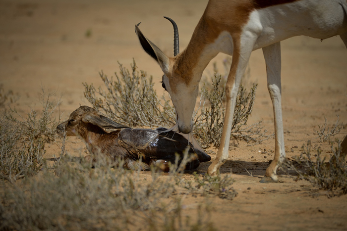 Video: A baby springbok's first steps - Africa Geographic
