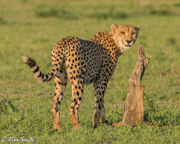 How animals behave in the bush - a safari experience - Africa Geographic