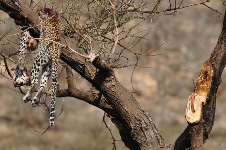 dead-leopard - Africa Geographic