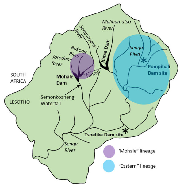Lesotho’s only endemic freshwater fish under threat - Africa Geographic