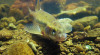 Lesotho’s only endemic freshwater fish under threat - Africa Geographic